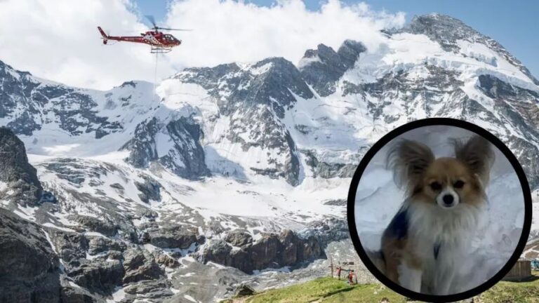 ¡Perro héroe! rescató a su dueño atrapado en un glaciar
