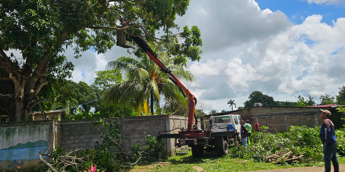 Realizan poda controlada de árboles en situación de riesgo