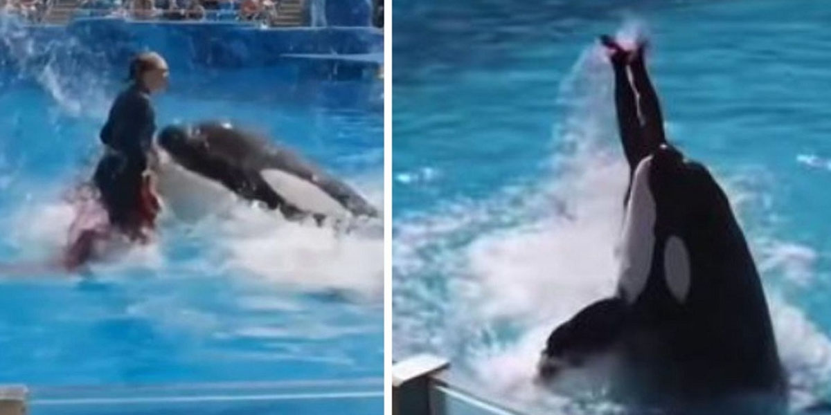 ¿El video de la orca que mata a su entrenadora Jessica Radcliffe es real?