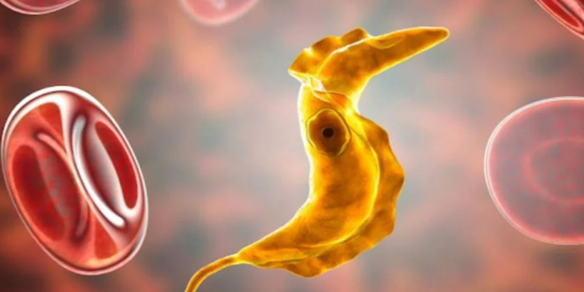 Un insecto diminuto mantiene en alerta a EEUU